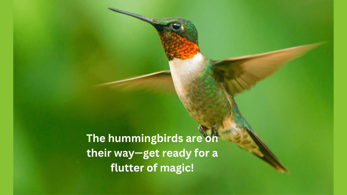 Hummingbirds Set to Return to Upstate S.C.: How to Welcome These Tiny ...